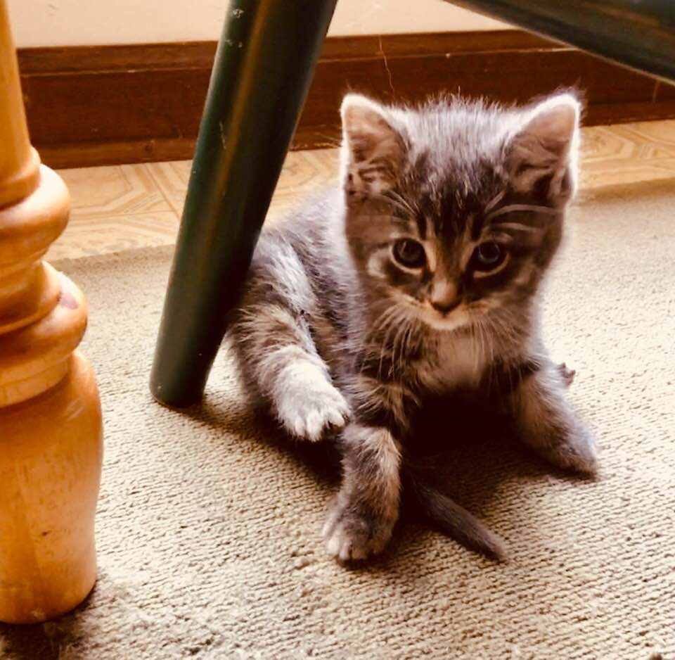 Animal Therapy: Meet Tilly – thelifeididntchoose