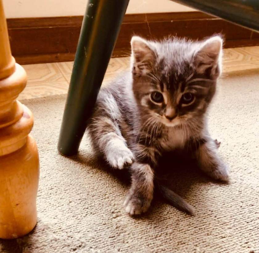 Animal Therapy: Meet Tilly – thelifeididntchoose